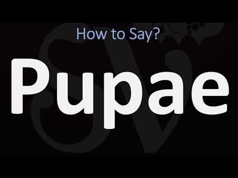 How to Pronounce Pupae? (CORRECTLY)