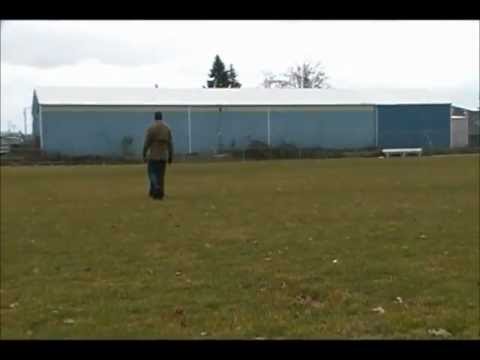 Giant Schnauzer schutzhund
