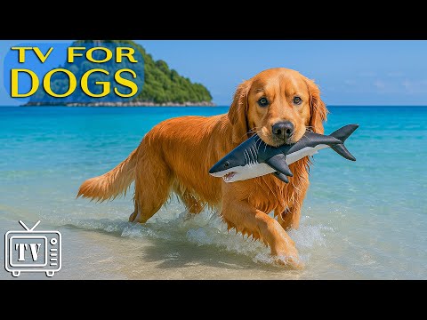 Dog TV for Dogs: All-Day Anti Anxiety Music for Dog & Best Fun Videos to Calm Dogs Left Home Alone
