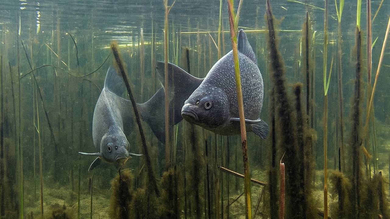 The Fascinating Life Below the Surface