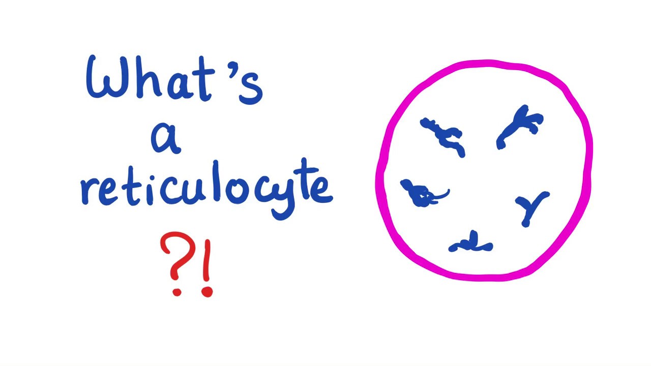 Reticulocytes - Baby RBCs - Hematology Introduction - Hematology 101