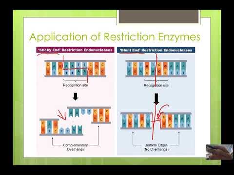 DNA Manipulation – VCE Biology