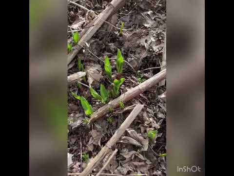 Ramps- wild onions in the mountains of West Virginia. Do you know how to dig them?