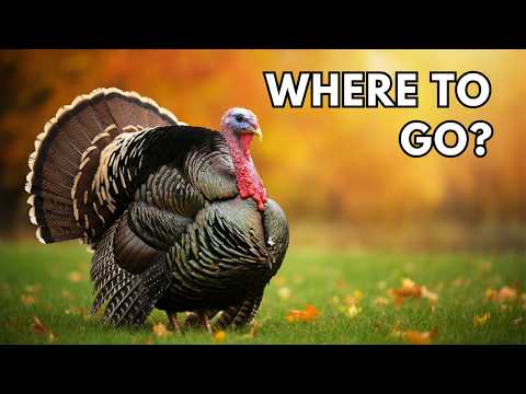 Popular Thanksgiving Destinations and Celebration Ideas | Vibe Adventures Originals