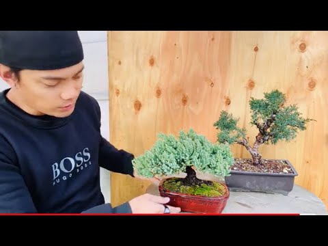 DIFFERENT KINDS OF JUNIPER BONSAI. JUNIPER CARE.