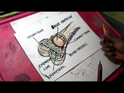 How to Draw Bone Marrow Structure Drawing for kids – Laura Syrus