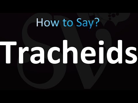 How to Pronounce Tracheids (Correctly!)