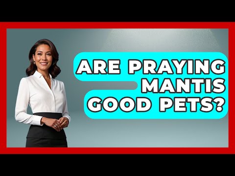 Are Praying Mantis Good Pets? - Reptilian Wonders