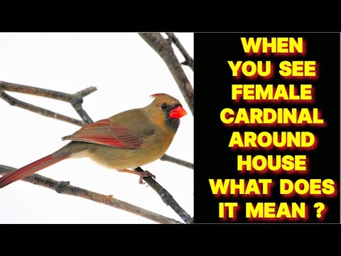 WHEN YOU SEE A FEMALE CARDINAL BIRD AROUND YOUR HOUSE WHAT DOES IT MEAN ?