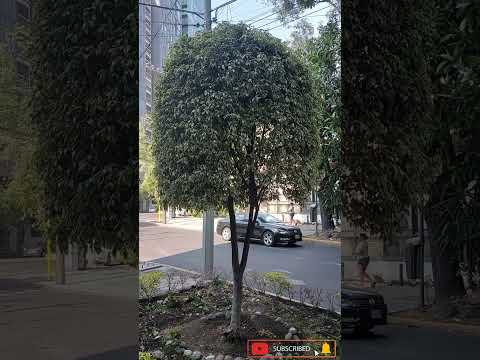 Sidewalk Landscapes Design Ideas #landscapedesign