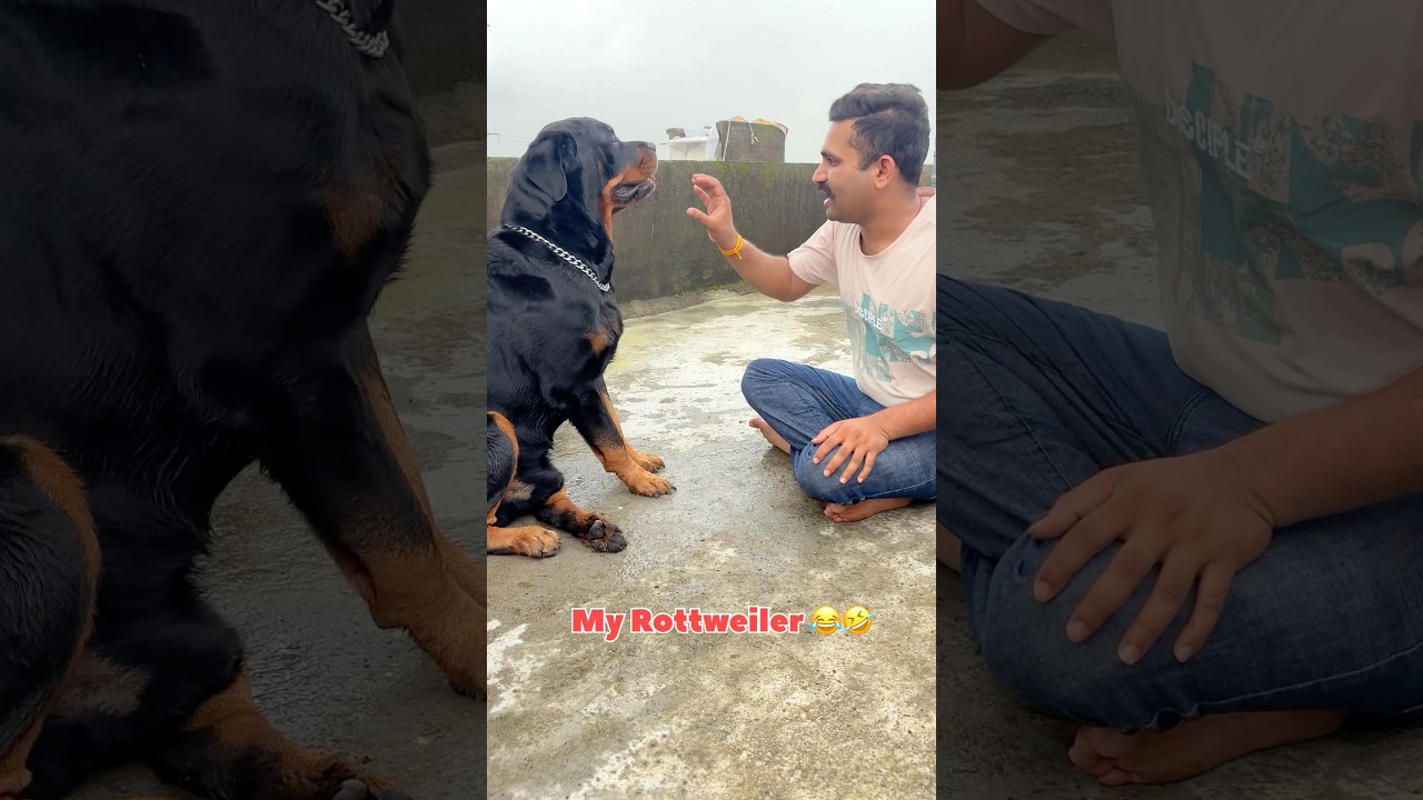 Wait for my Rottweiler 🤯 #rottweilerthebruzzo9212 #rottweiler #dog #shorts