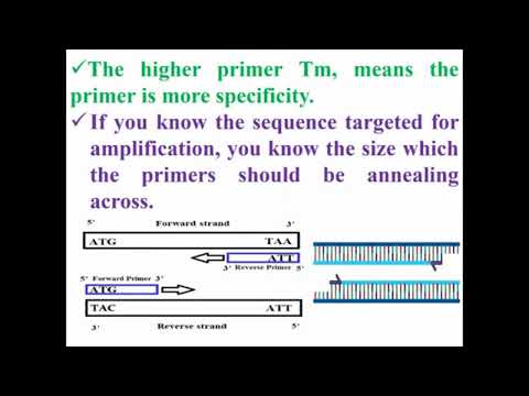 PCR Primers Functions in PCR Reaction