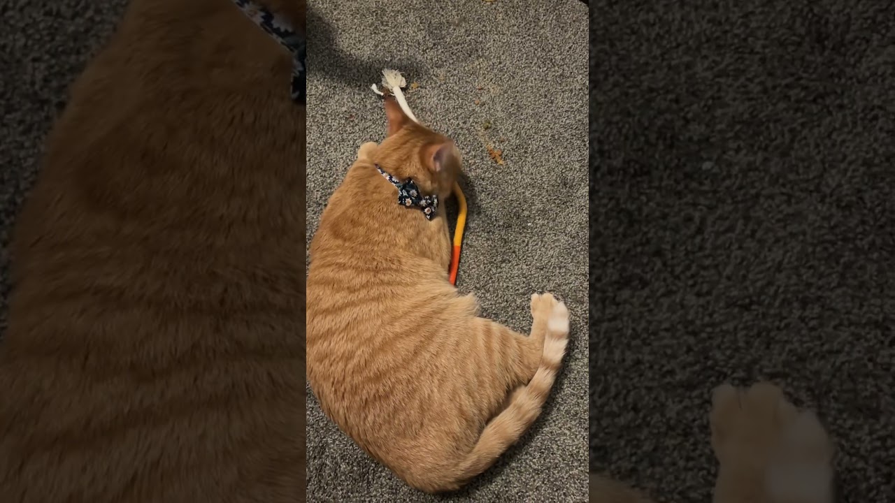 Linktree To Amazon Storefront in Bio #blackcat #kitten #catmom #tabbycat #tabby