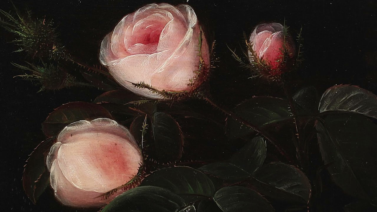 Danish Floral Still Life | Three Pink Roses on Dark Background | 2 Hours (4K)