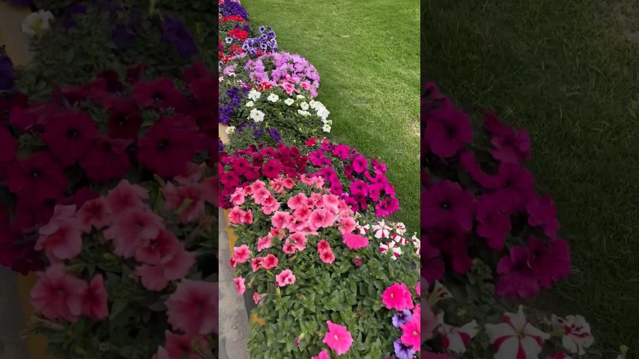 Petunia flowers || winter flowers #winterflower #petunia #garden #flowers #ytshorts #trending