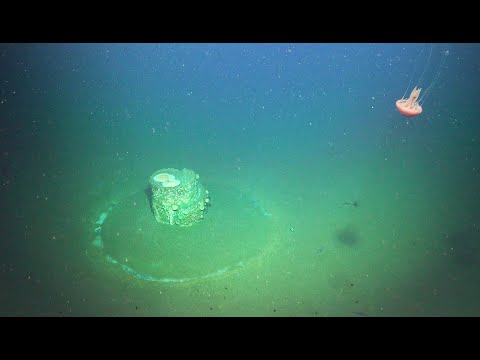 Examining DDT in the Deep Ocean - Biodiverse Borderlands