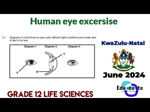 Human eye (KZN june 2024)