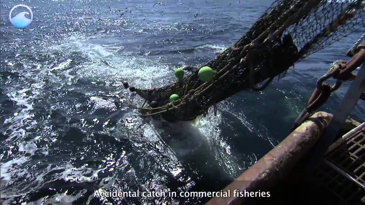 Endangered Ocean: Sea Turtles