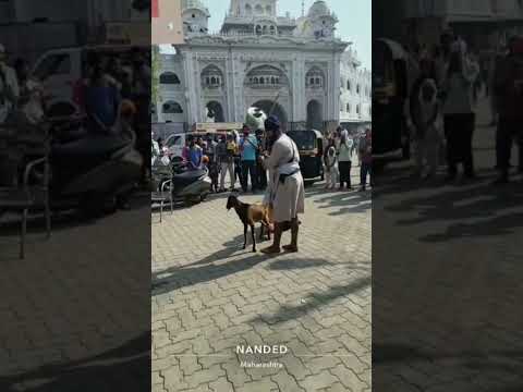 Hazur Sahib| Maharashtra| Bakra jhatka
