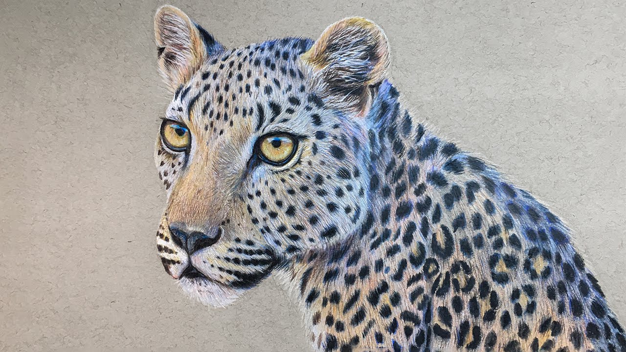 Realistic Leopard Drawing Timelapse!
