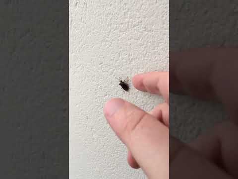 Larder Beetle?