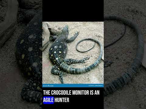 Crocodile Monitor:  Impressive Rainforest Reptile