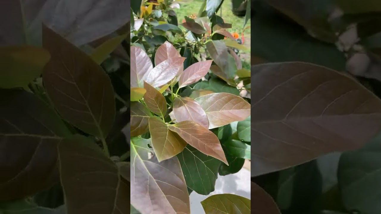 Avocado Magic ✨ First Flowers Are Here - Zone 8b Container Gardening