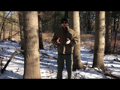 Aspen for firewood!? Is it any good?