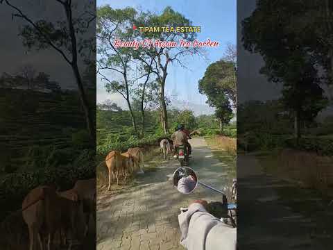 Tipam Tea Estate Dibrugarh | Beauty Of Tea Garden In Assam ♥️
