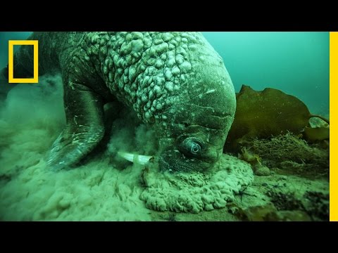 ‘Over-hunting walruses killed Viking Greenlanders’ | Dear Kitty. Some blog
