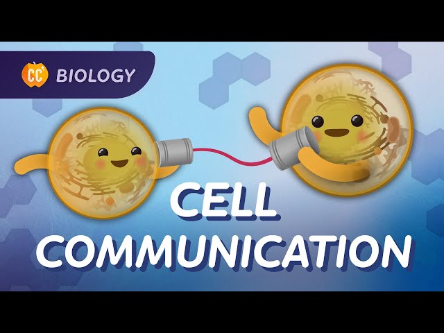 The Intricate Language of Cell Communication: Understanding How Cells ...