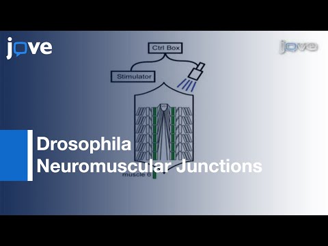 Channelrhodopsin2 Mediated Stimulation: Synaptic Potentials l Protocol Preview