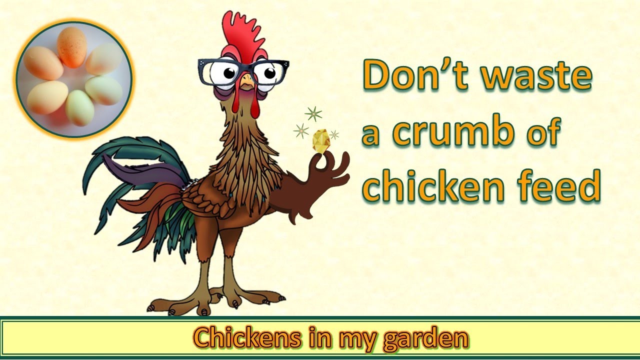 Don't waste a crumb of chicken feed nutrition - feed it to your mealworms
