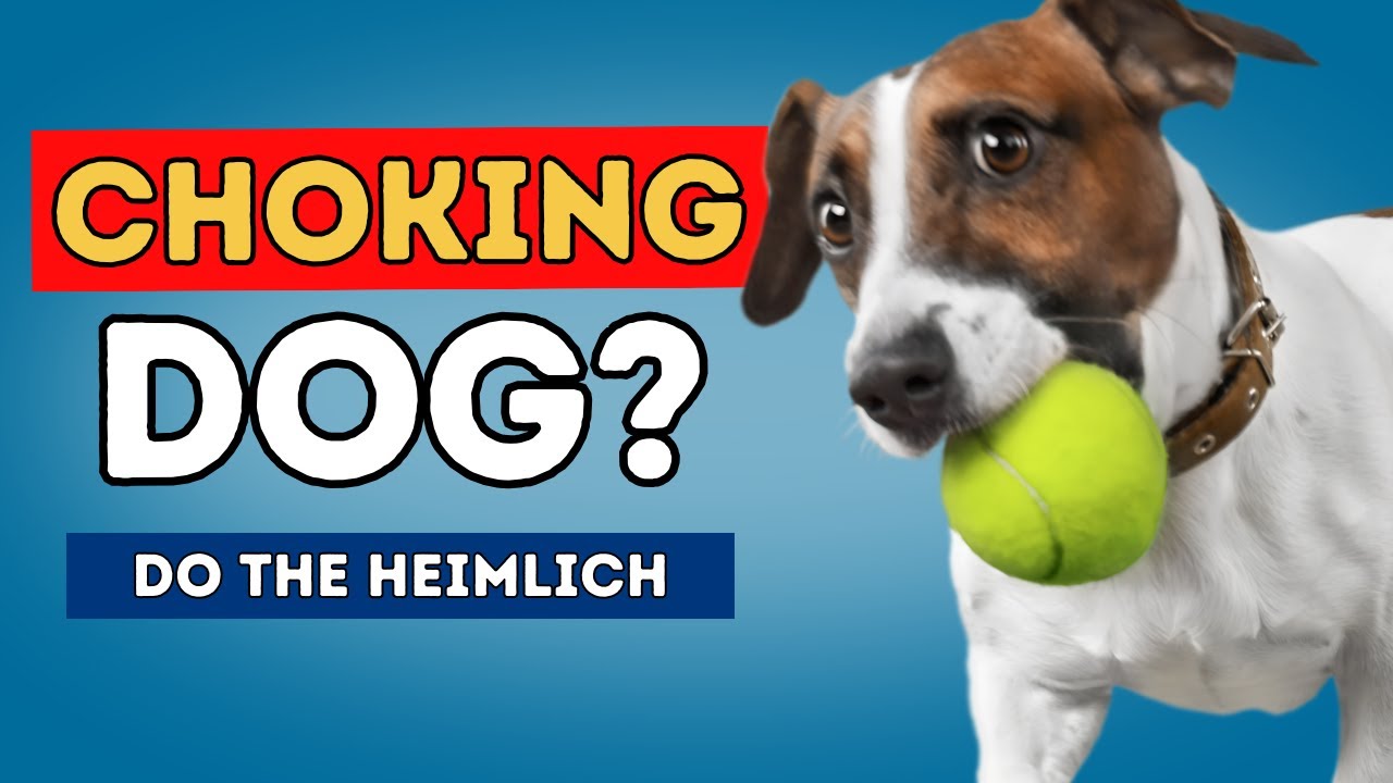 Choking Dog? How To Do The Heimlich