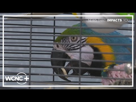 'Profane' parrot finds a new home