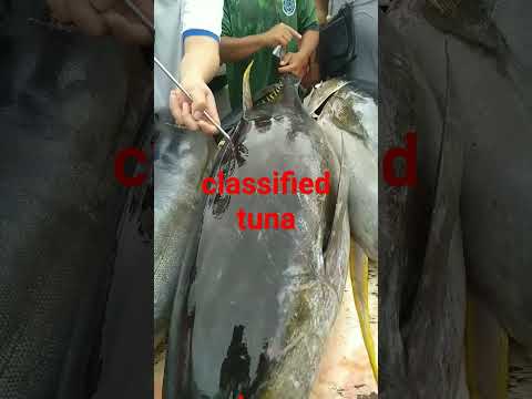 tuna classification #fishing