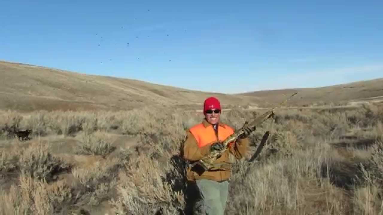 Hanree Ghores Pheasant Hunting in Oregon at Treo Ranch