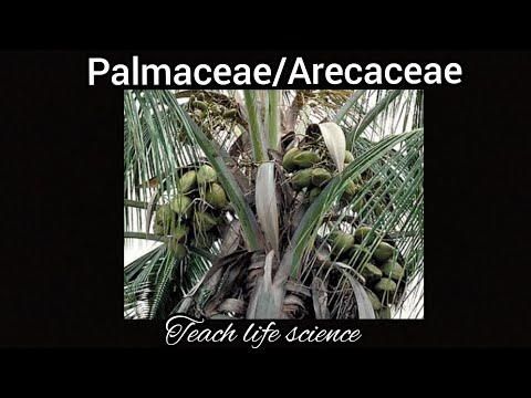 palmaceae/Arecaceae/palmae family