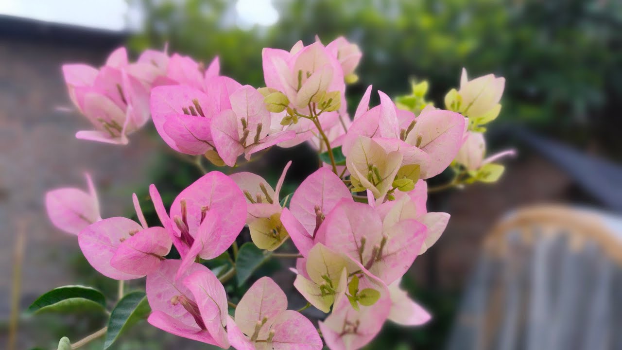 10 Jenis Bougenville Cantik Paling Banyak di Cari Untuk Koleksi