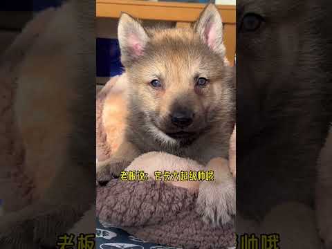 Czech wolf dog keeps silent, little puppy, counterattack, wild call, Czech wolf dog