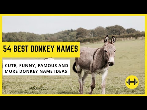 54 Best Donkey Names - Complete Donkey Name Ideas For Your Pet Donkey