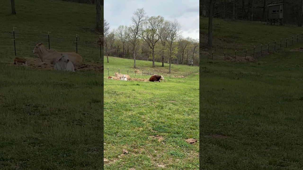 Rare moment out here on this Good Friday morning 🤍 #rufusthebull #redfordthebull #thebigboss