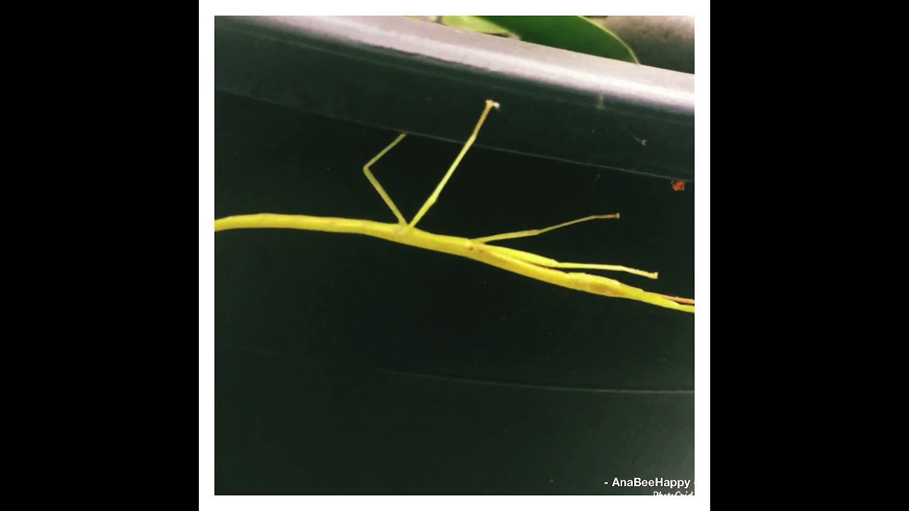 Stick insect