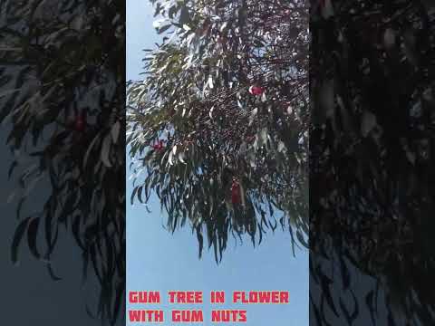 What are Gumnuts? Gum Tree in Flower