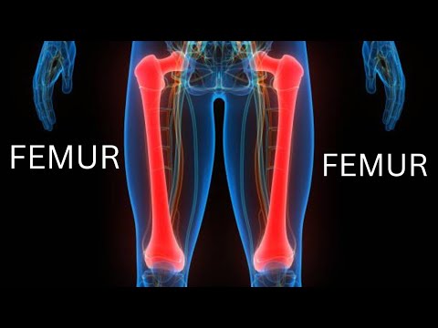 FEMUR