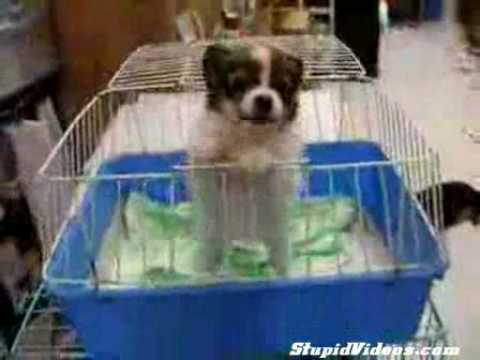 Un Perrito Pidiendo Agua | Calcamonía