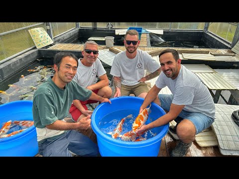 Japan Autumn 2024 - Day 6 - Buying Koi at every breeder we visited!