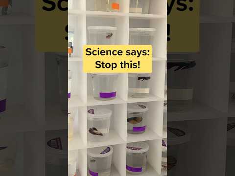 Study shows how tiny cups and tanks affect betta fish
