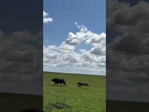 New: Kishindo Chasing a Buffalo #lionking #masaimara #wildlife #bigcat #safari #animals #nature