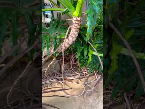 Philodendron Thaumatophyllum Mature Plant #gardening #houseplants #greenhouse #philodendron